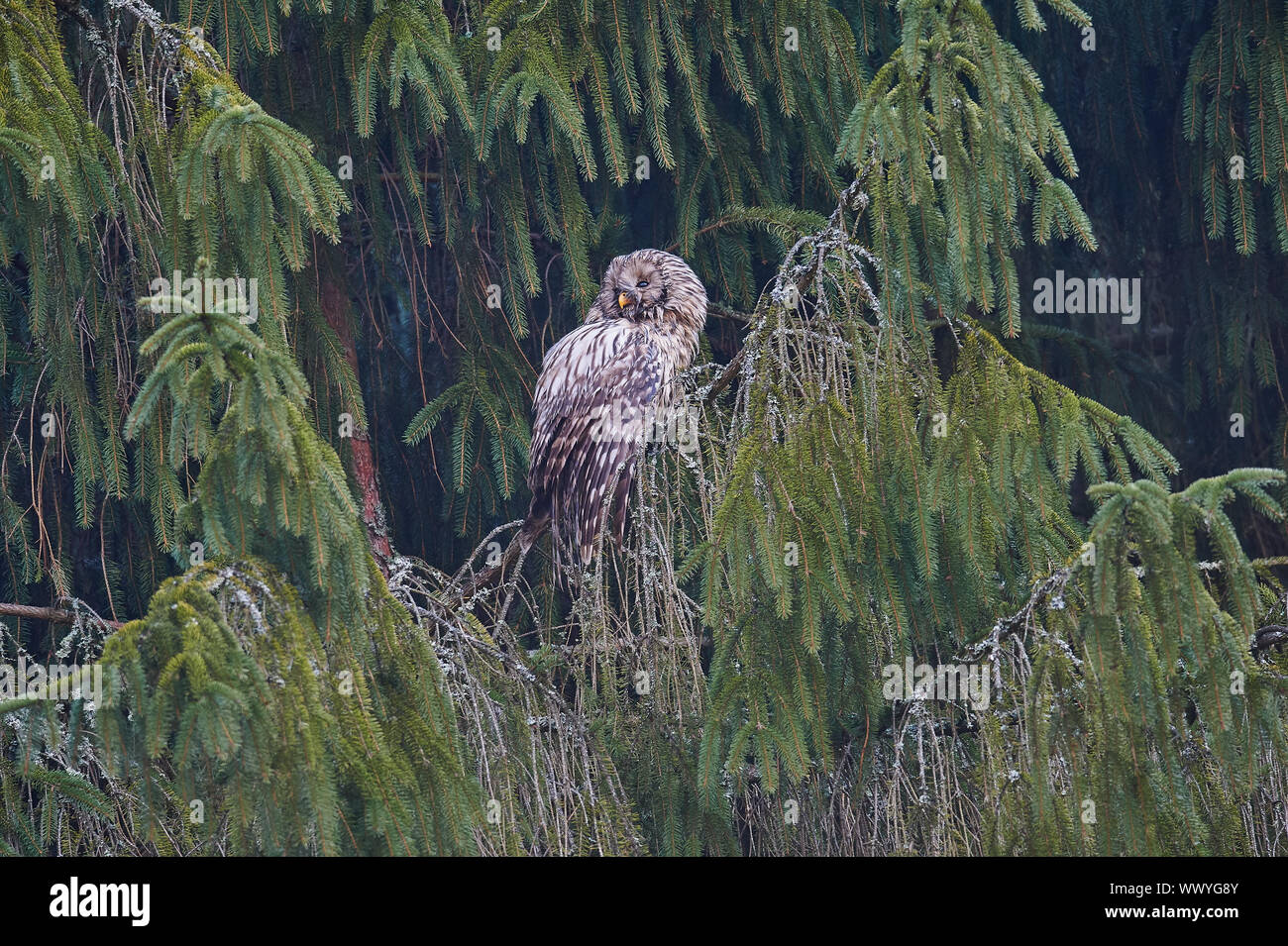 Goshawk owl hi-res stock photography and images - Alamy