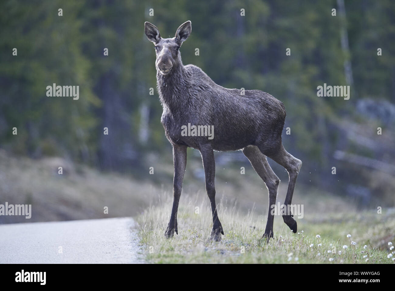 Animals of moose hi-res stock photography and images - Alamy