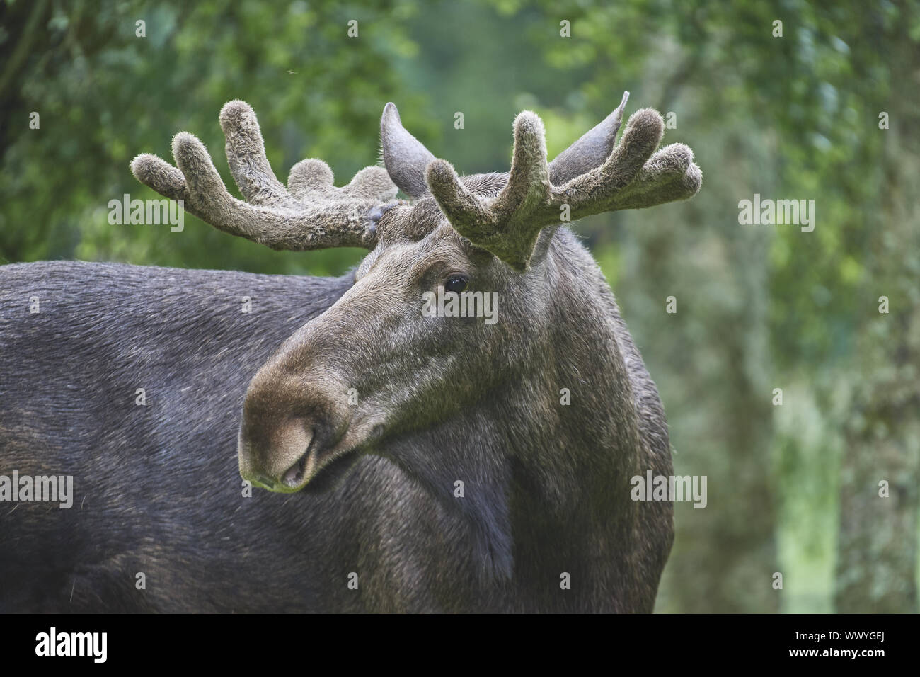 Moose sweden hi-res stock photography and images - Alamy