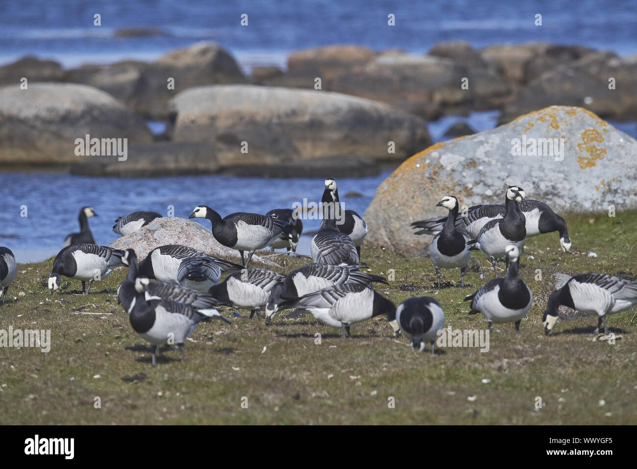 Goose animal hi-res stock photography and images - Alamy