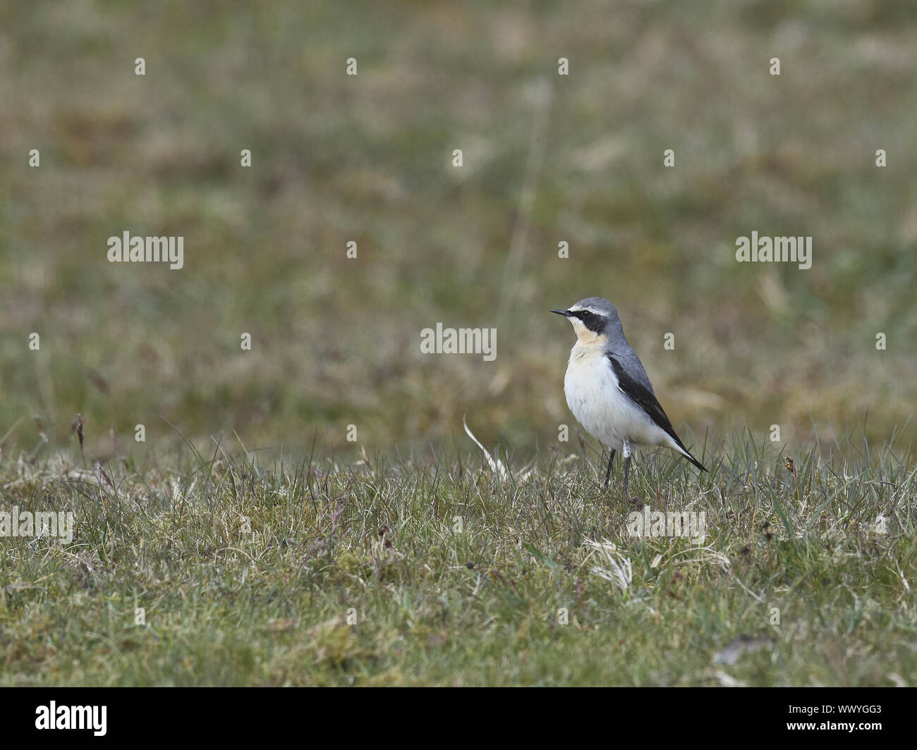 Wheatears bird hi-res stock photography and images - Alamy