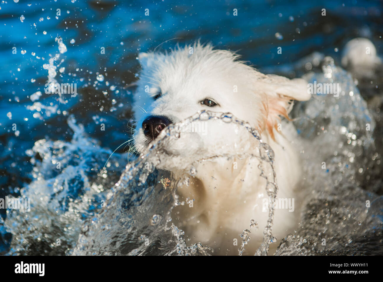 Wet samoyed hi-res stock photography and images - Alamy