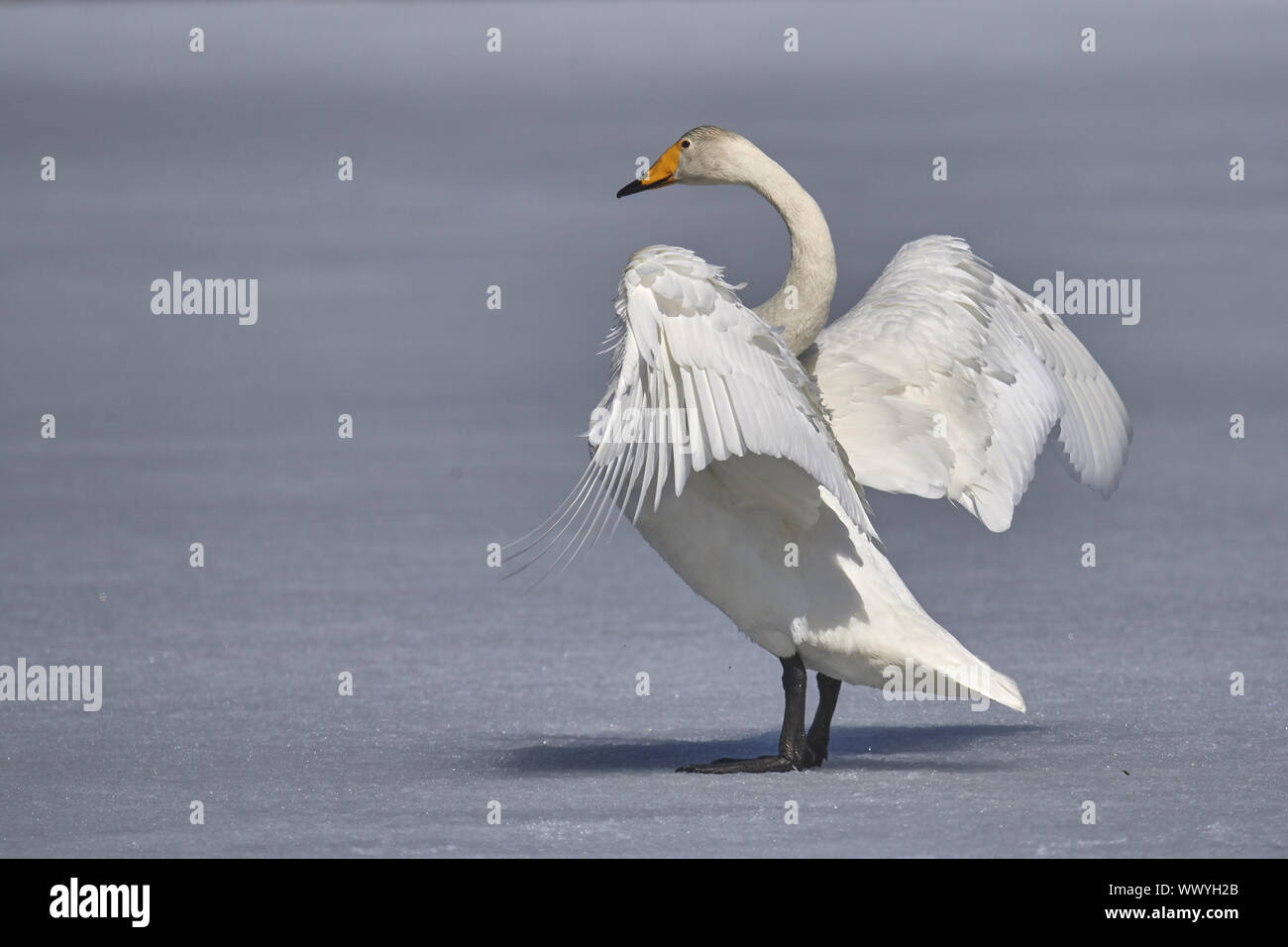 Flight bird swan birds hi-res stock photography and images - Alamy
