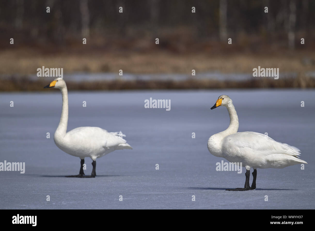 Flying whooper swans hi-res stock photography and images - Alamy