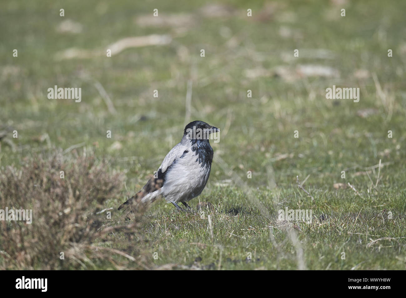 European crow hi-res stock photography and images - Alamy