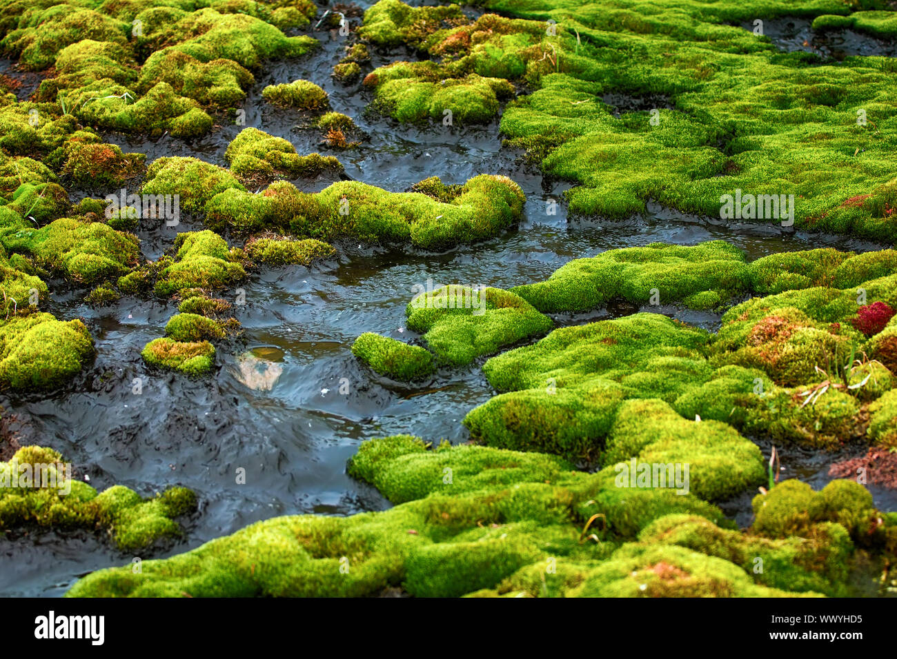 Green prevails hi-res stock photography and images - Alamy