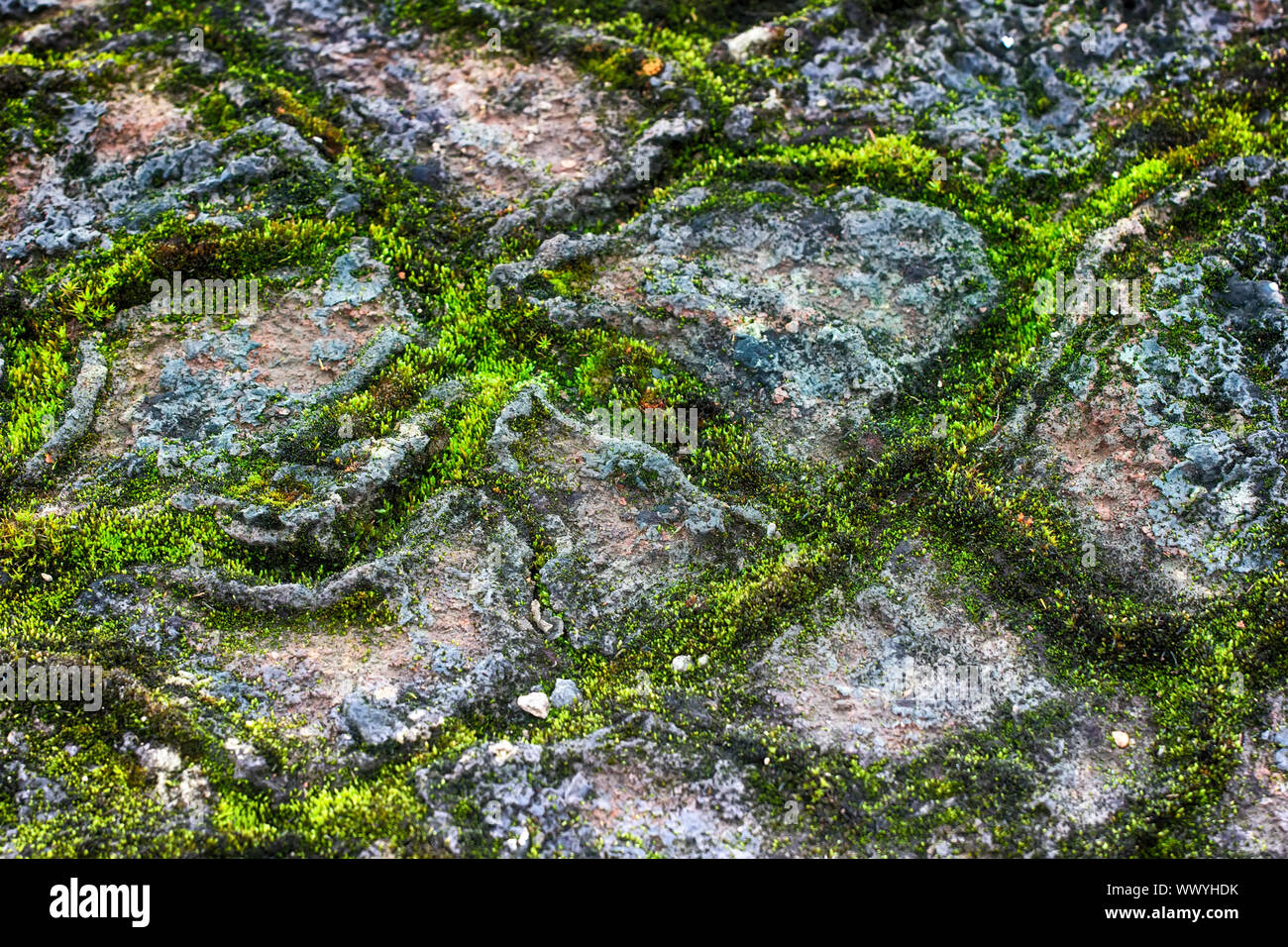 Tundra polygon hi-res stock photography and images - Alamy