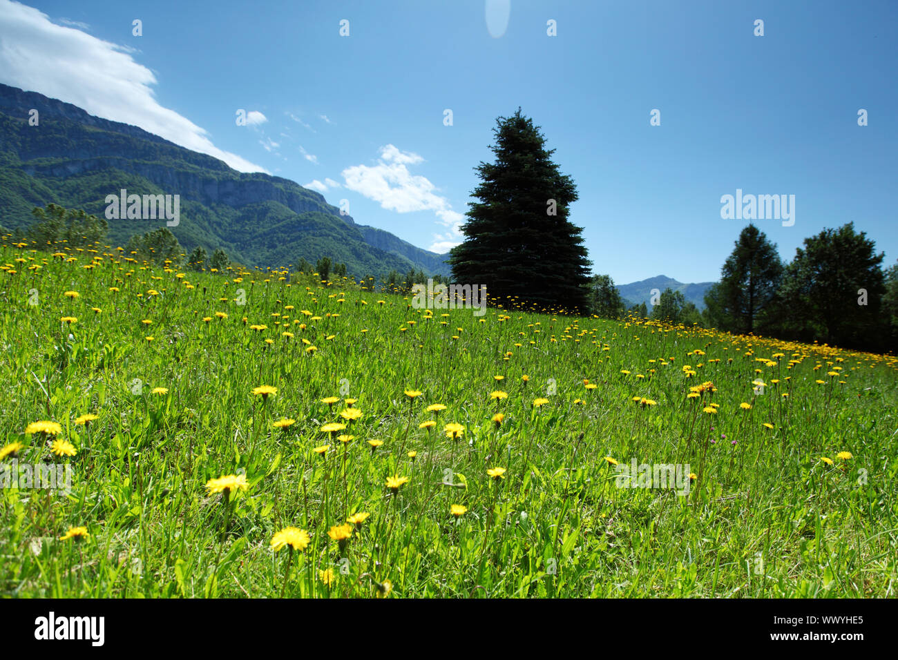 a beautiful view of the alps tree on grass field Stock Photo - Alamy
