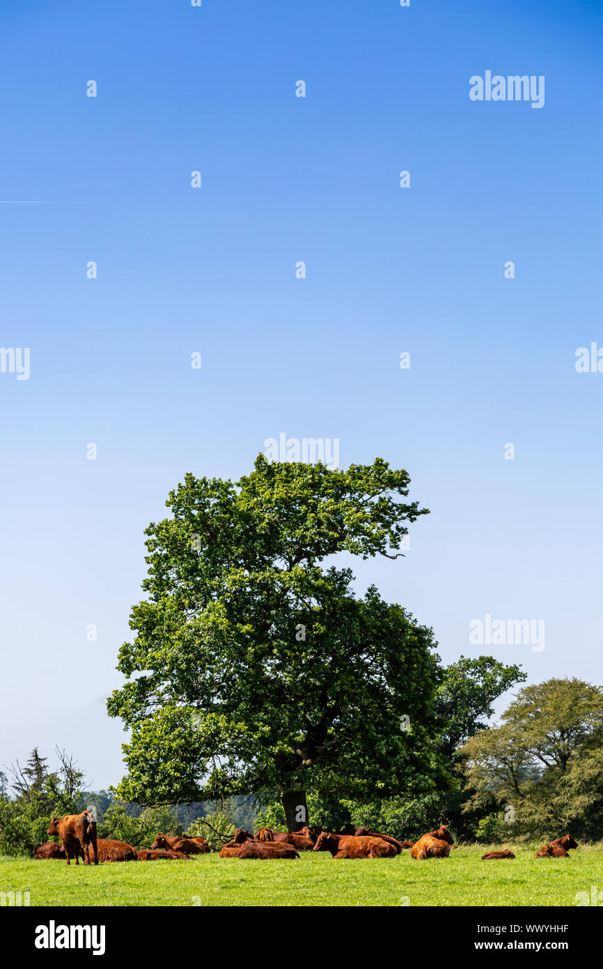 Relaxing under tree hi-res stock photography and images - Alamy