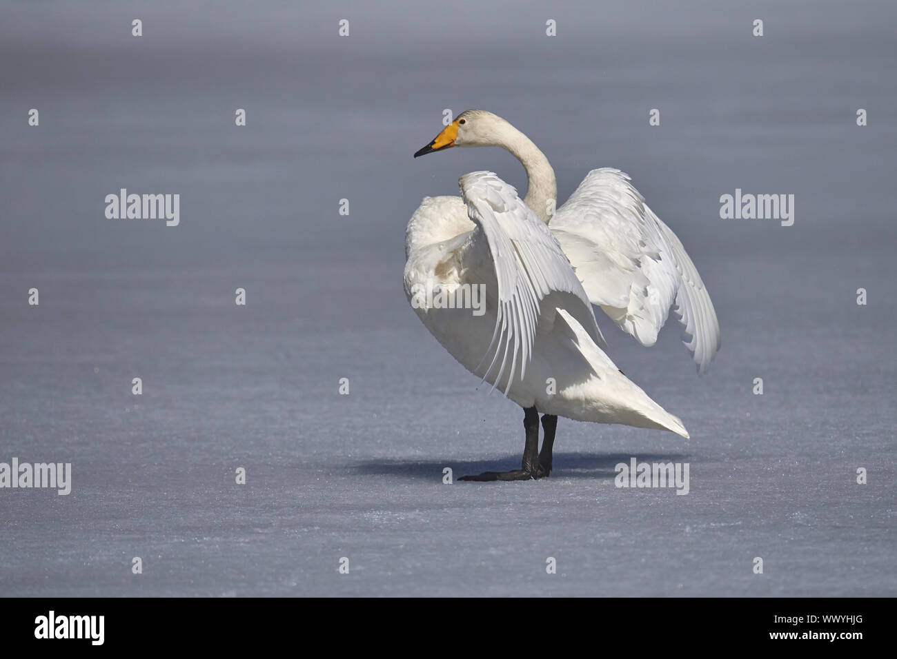 Whooper animal hi-res stock photography and images - Alamy