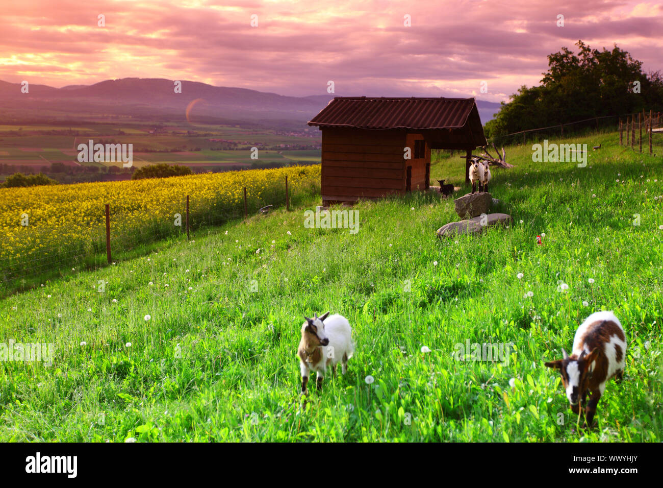 Goats family on meadow in hi-res stock photography and images - Alamy