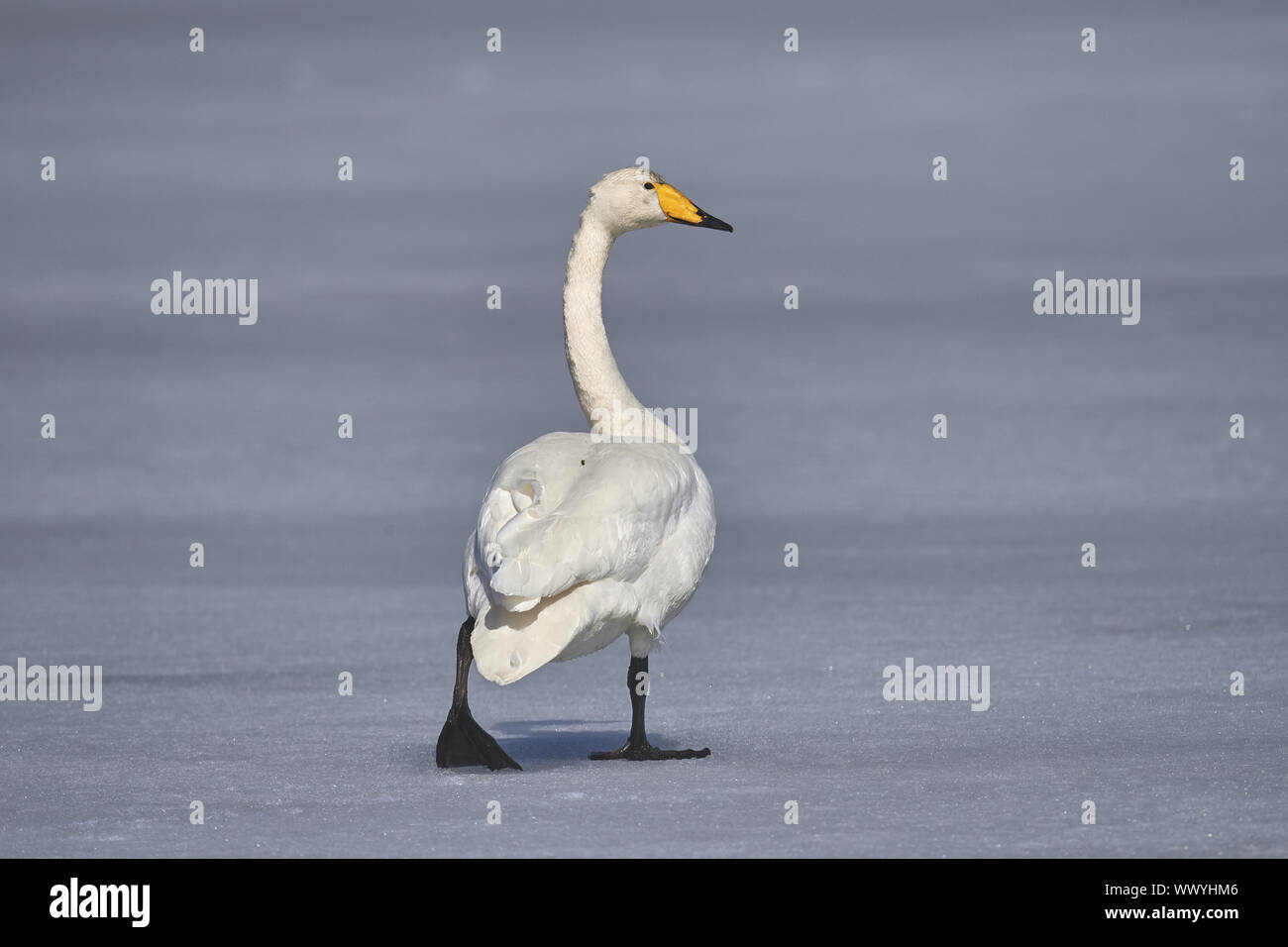 Whooper animal hi-res stock photography and images - Alamy