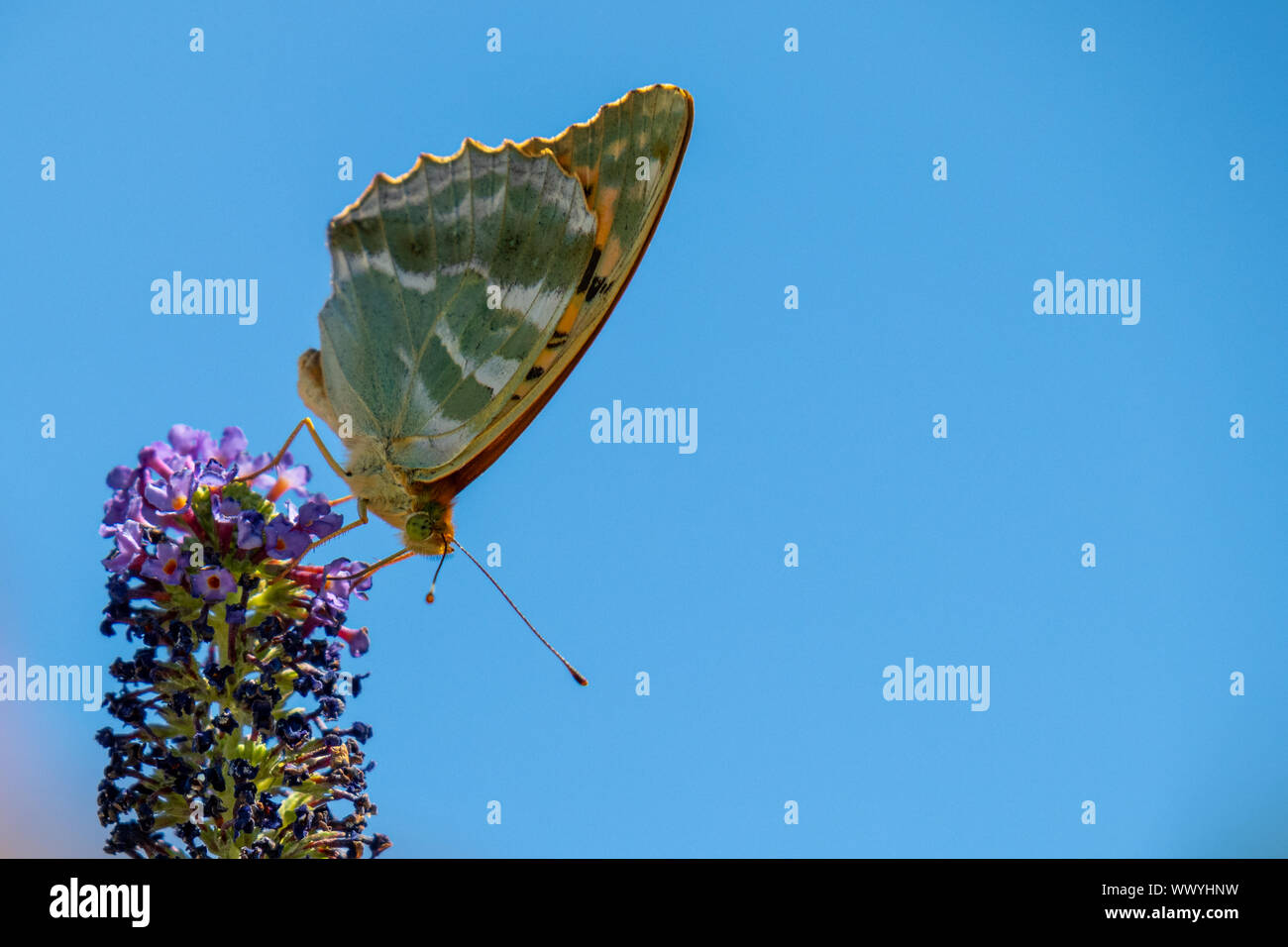 White viceroy butterfly hi-res stock photography and images - Alamy