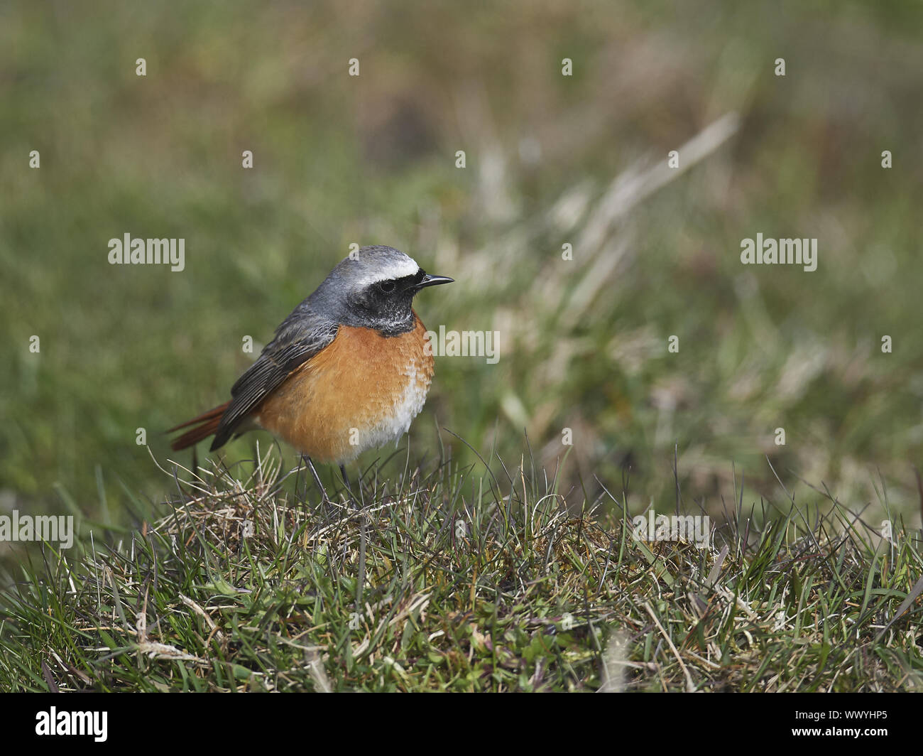 Redstart bird singing hi-res stock photography and images - Alamy