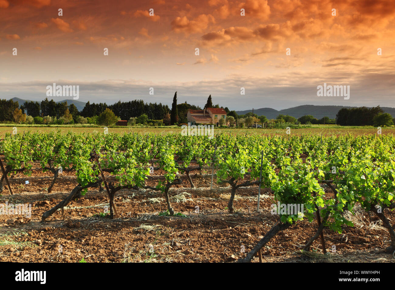 Orange wine country australia hi-res stock photography and images - Alamy