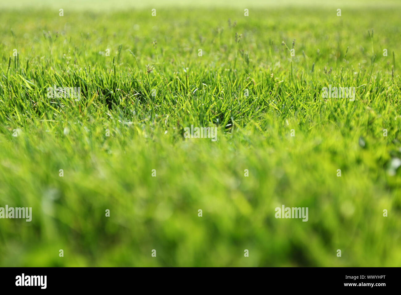 Beautiful green grass texture Stock Photo - Alamy