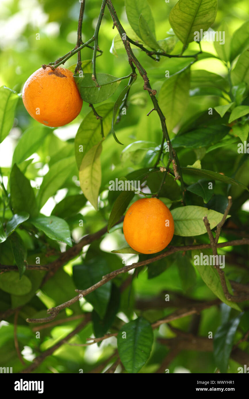 branch orange tree fruits green leaves Stock Photo - Alamy