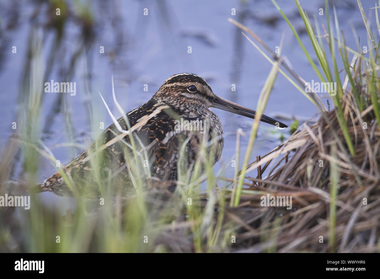 Snipe bird hi-res stock photography and images - Alamy