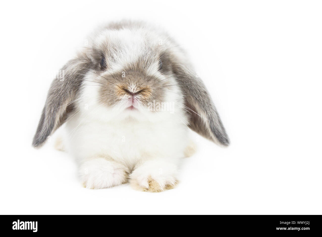Cute rabbit on white background Stock Photo - Alamy