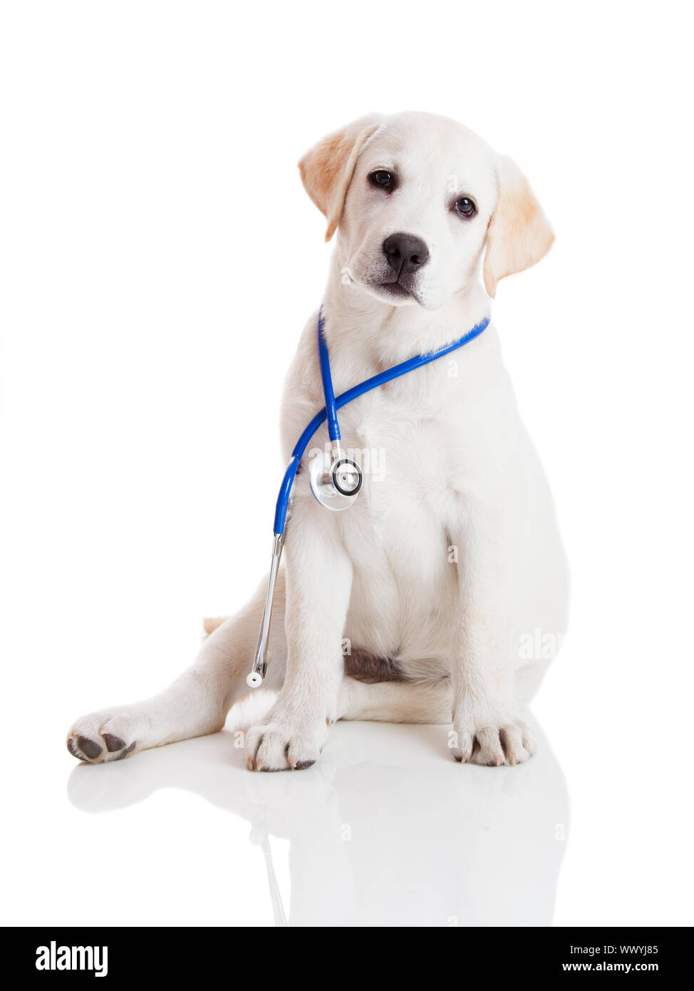 Beautiful labrador retriever with a stethoscope on his neck, isolated ...