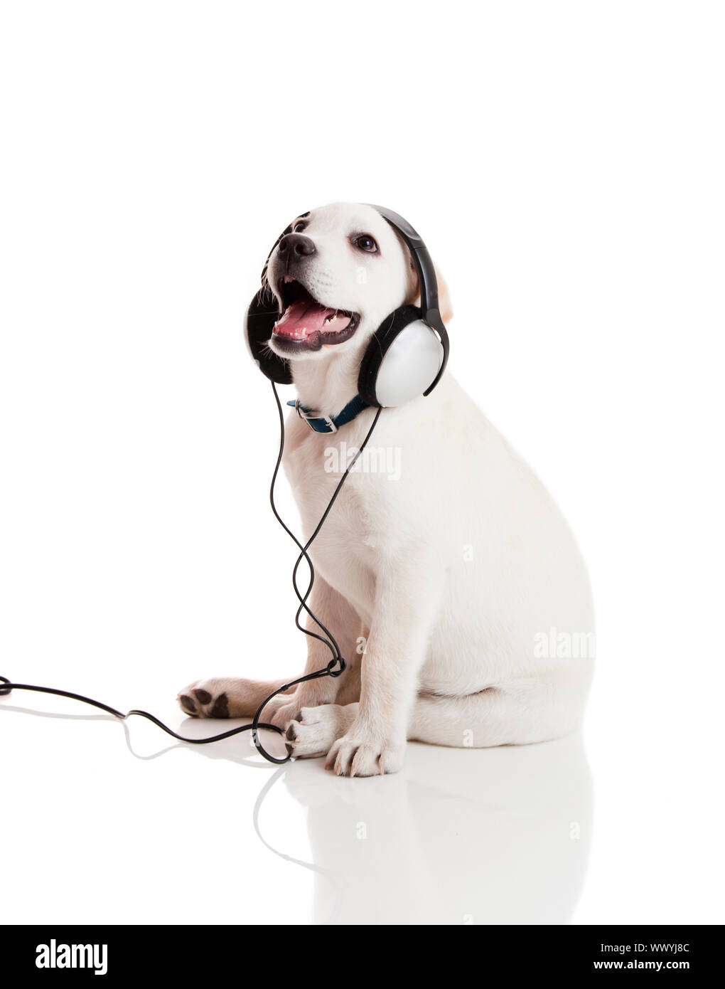 Beautiful labrador retriever with a stethoscope on his neck, isolated ...