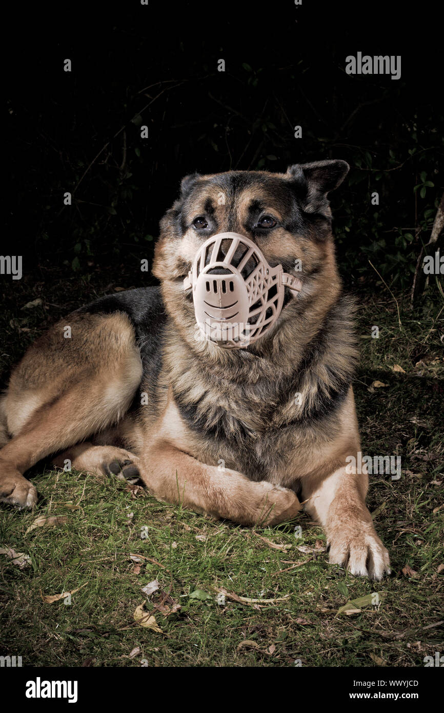 Restraint Muzzle High Resolution Stock Photography and Images - Alamy