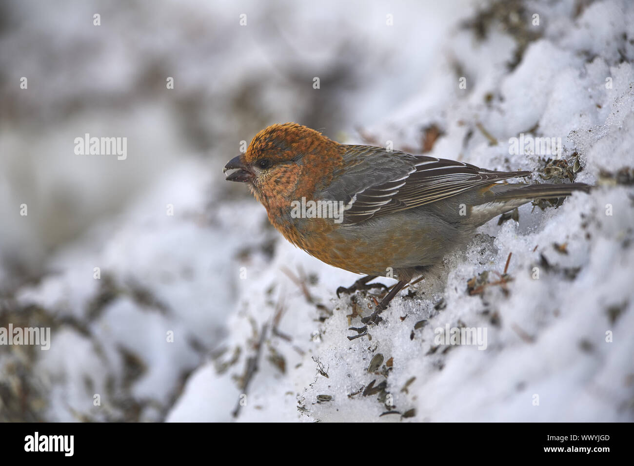 Hook finches hi-res stock photography and images - Alamy