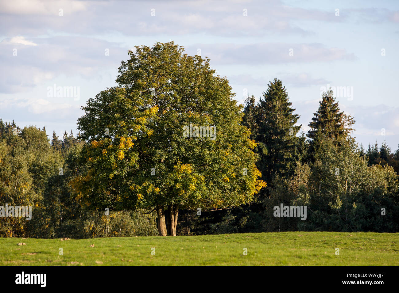 single standing tree with foliage colouring in autumn Stock Photo - Alamy