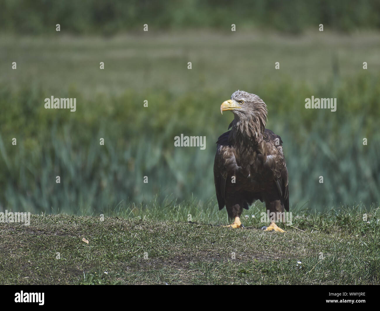 Animals eagles hi-res stock photography and images - Alamy