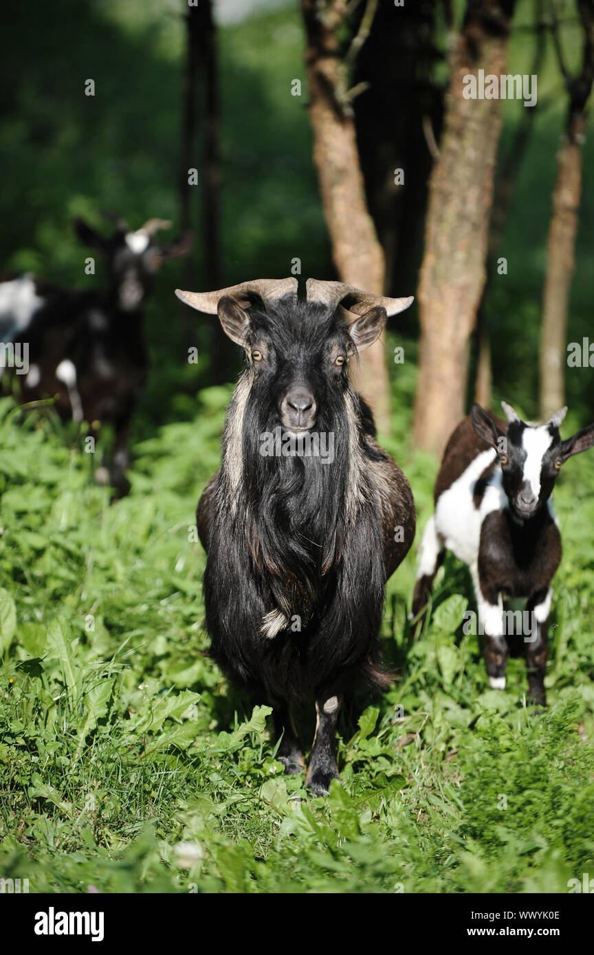 a curious goat in the park facing the objective Stock Photo - Alamy