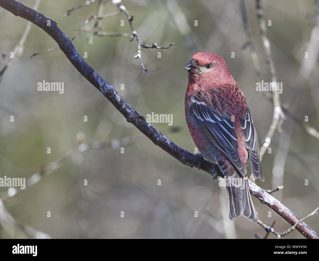Hook bird hi-res stock photography and images - Alamy