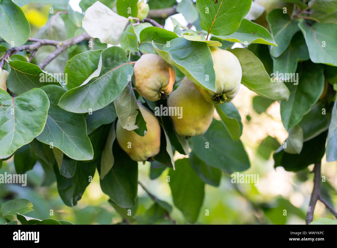 Pear shaped fruit hi-res stock photography and images - Alamy