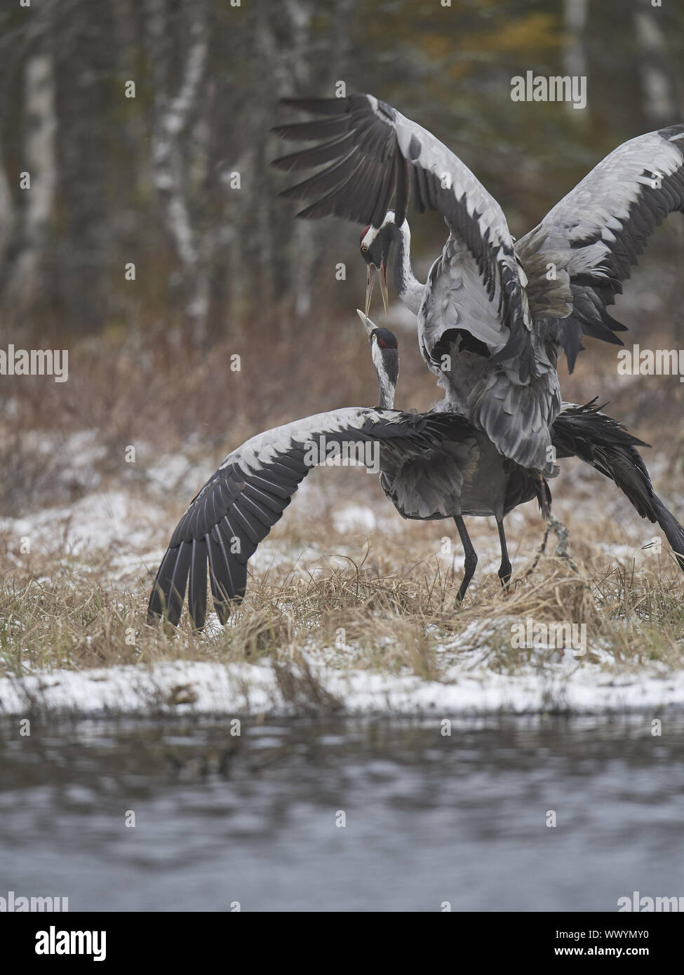 Flight of crane hi-res stock photography and images - Alamy