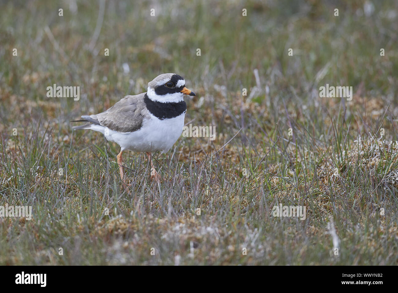 Common Ringed Plover Stock Photo - Alamy