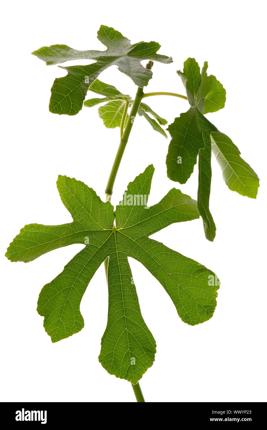 fig tree isolated on the white background. baby plant Stock Photo - Alamy
