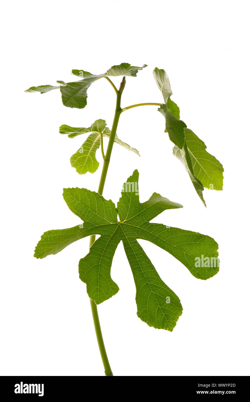 Tree fig tree Cut Out Stock Images & Pictures - Alamy