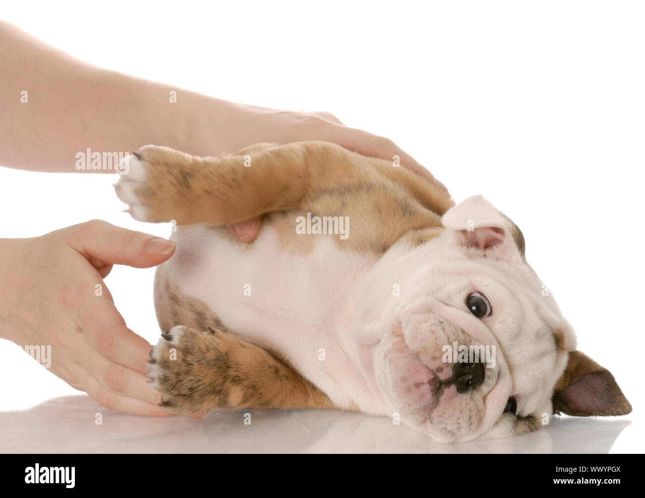 hands reaching in to pick up an english bulldog puppy on white ...