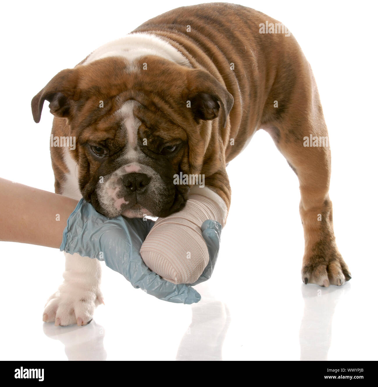 veterinarian hand holding wounded paw of english bulldog puppy Stock ...