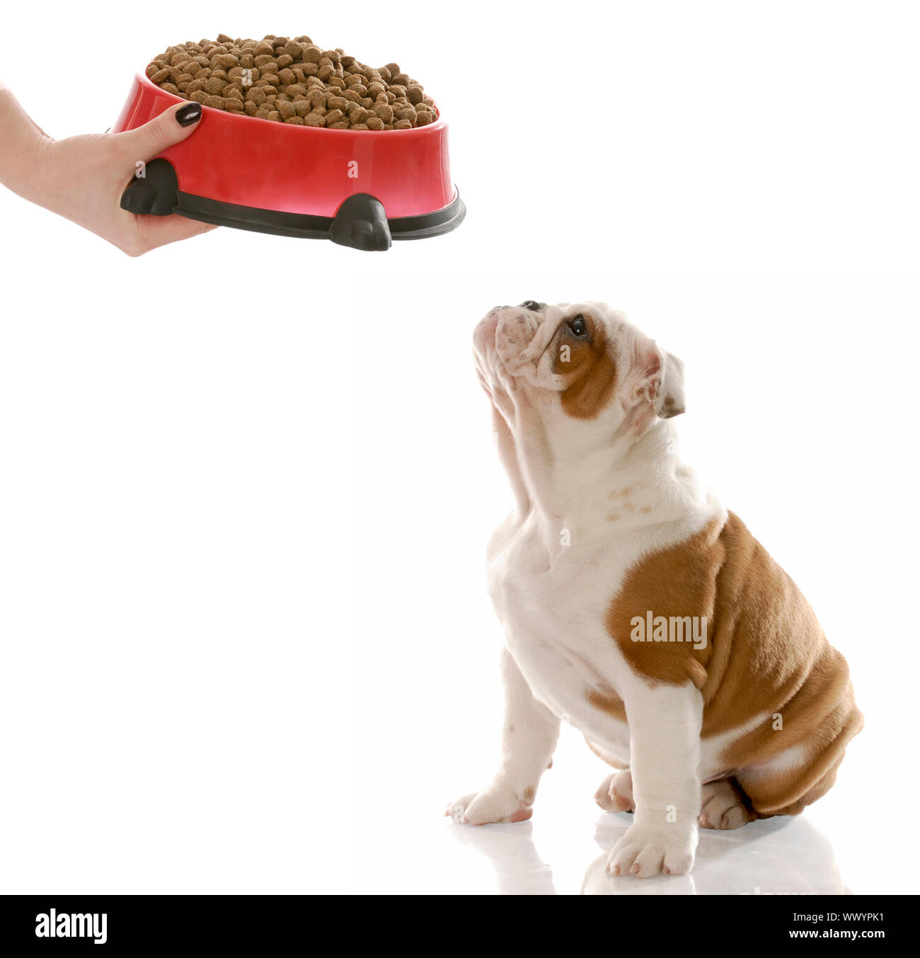 English bulldog close up Cut Out Stock Images & Pictures - Alamy