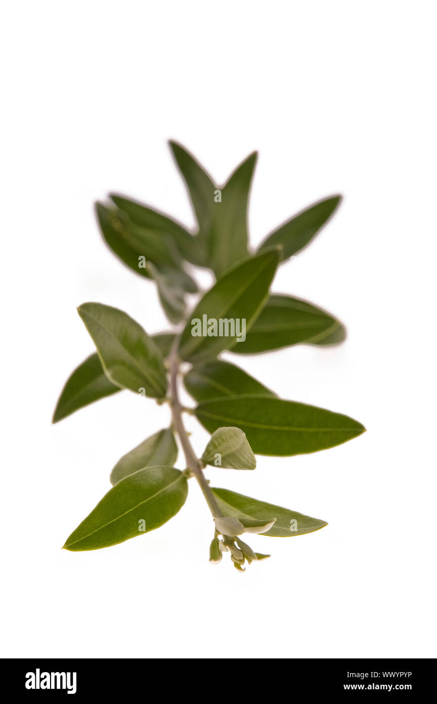 olive branch isolated on the white background Stock Photo - Alamy