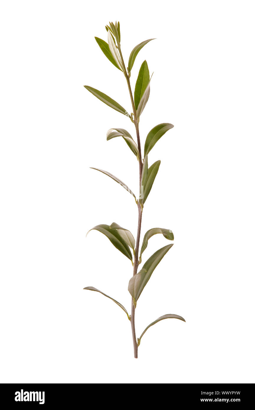 Fat plant Cut Out Stock Images & Pictures - Alamy