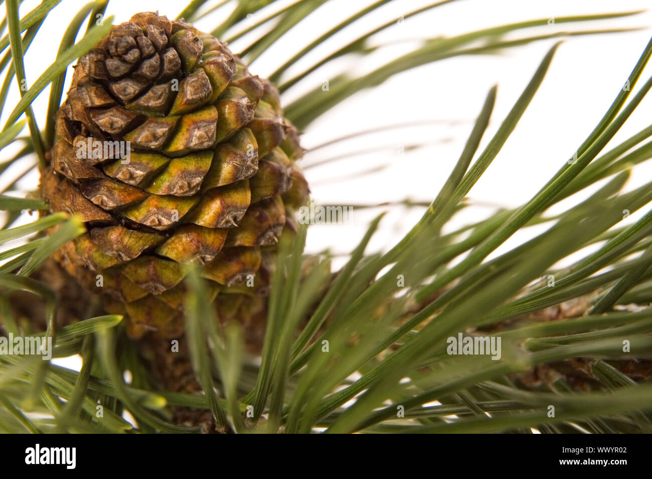 evergreen branch with cone Stock Photo - Alamy