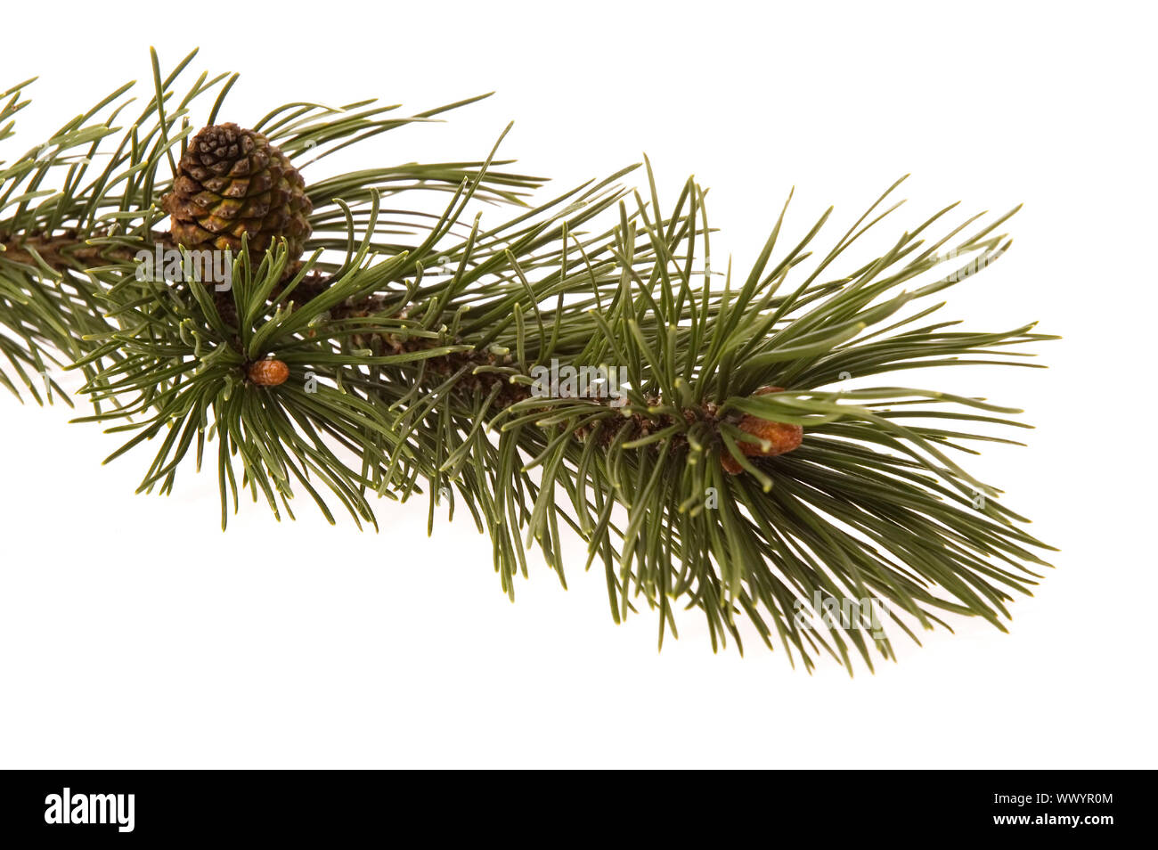 Evergreen conifer garden Cut Out Stock Images & Pictures - Alamy