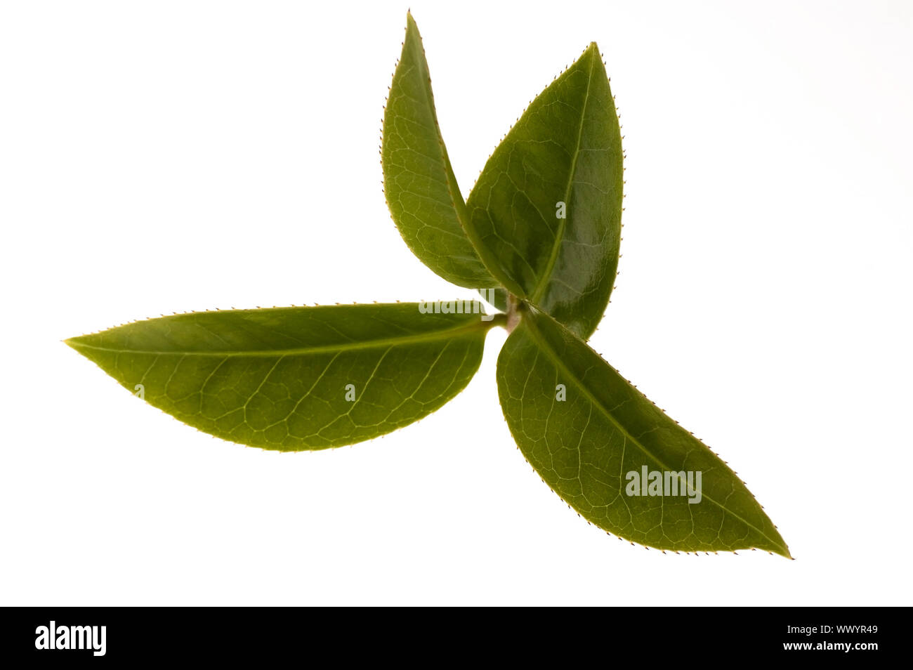 tea branch isolated on the white background Stock Photo - Alamy