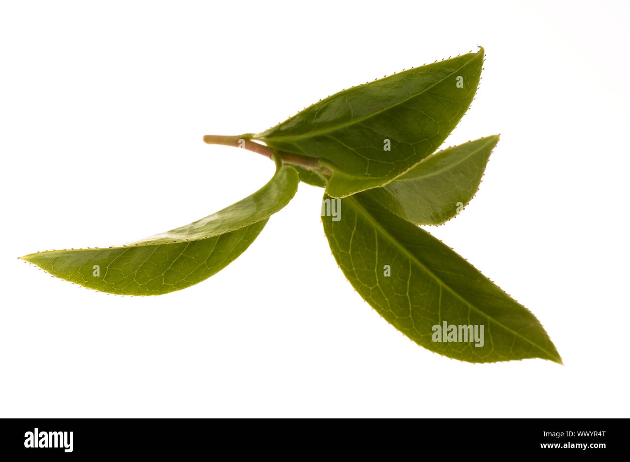 tea branch isolated on the white background Stock Photo - Alamy
