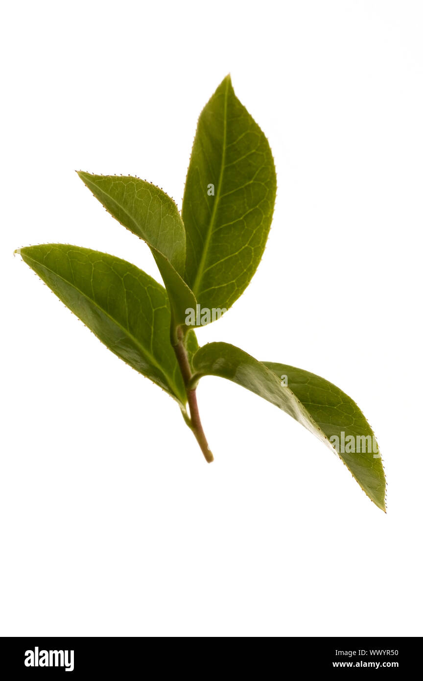 fresh tea leaves Stock Photo - Alamy