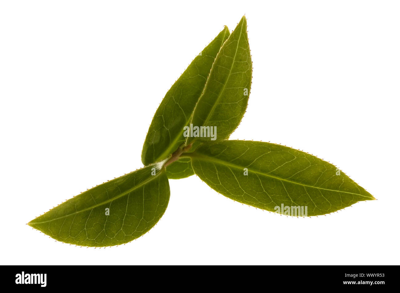 fresh tea branch isoalted on the white background Stock Photo - Alamy