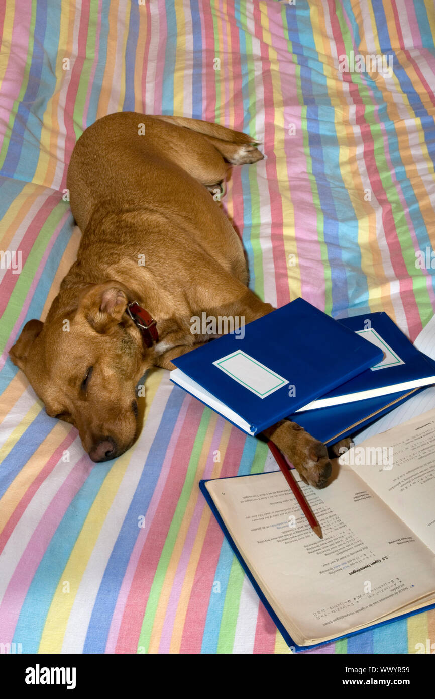 dog is tired from making homework Stock Photo - Alamy