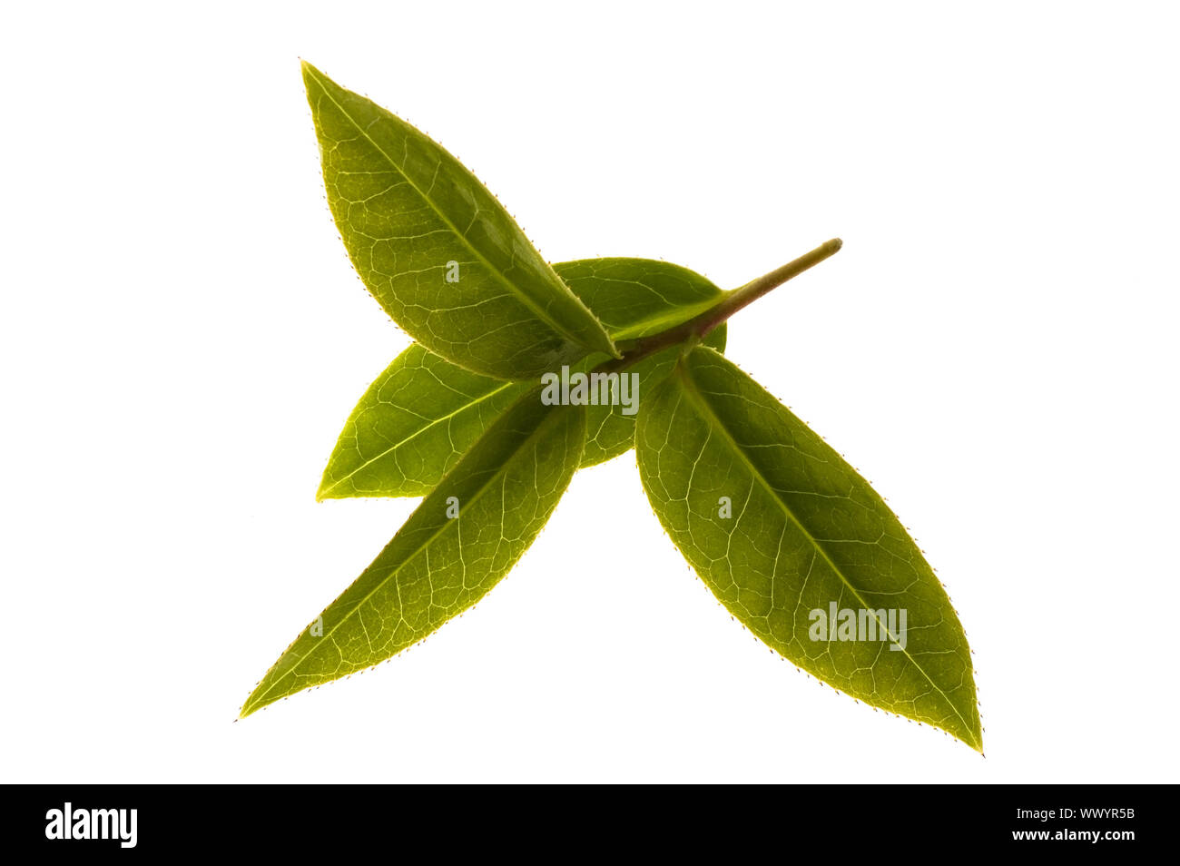 fresh tea leaves Stock Photo - Alamy