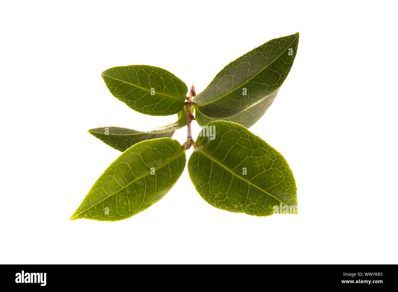 fresh tea leaves Stock Photo - Alamy